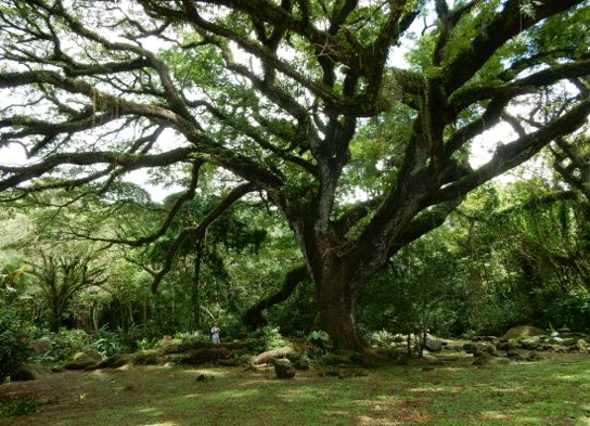 Nord Caraïbes - Cascade, sable noir et distillerie Neisson